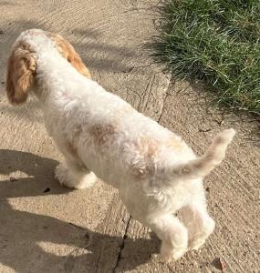 Lagotto Romagnolo štenci