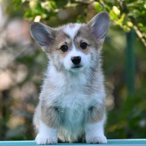 Velski korgi/Welsh Corgi Pembroke