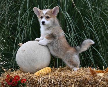 Velski korgi/Welsh Corgi Pembroke