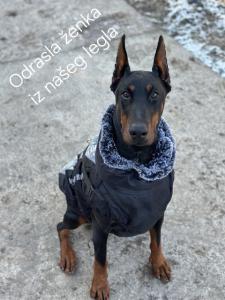 Doberman štenci