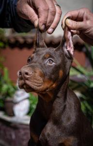 Doberman prelepi stenci