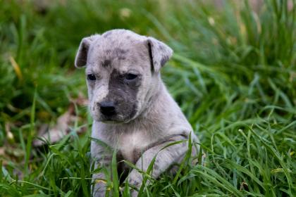 PIT BULL STENCI NA PRODAJU