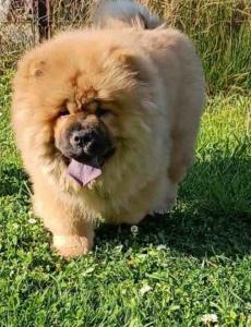 STENCI CHOW CHOW, 4 MESECA STARI