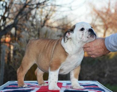 Engleski buldog