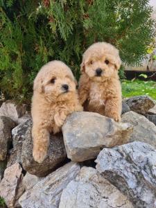 Maltipoo štenci