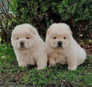 Chow chow cau cau stenad