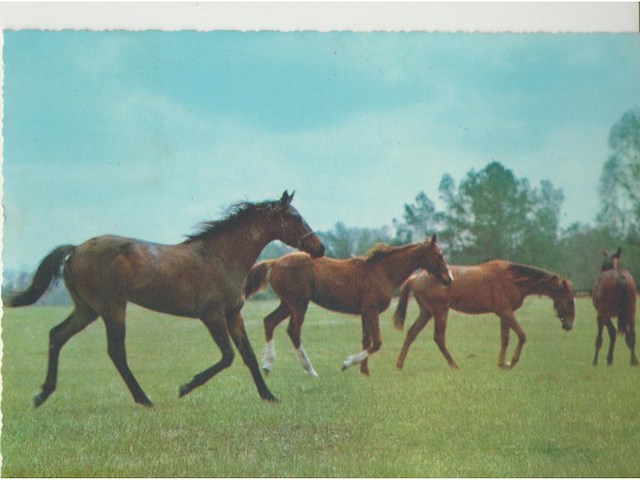 Konji
