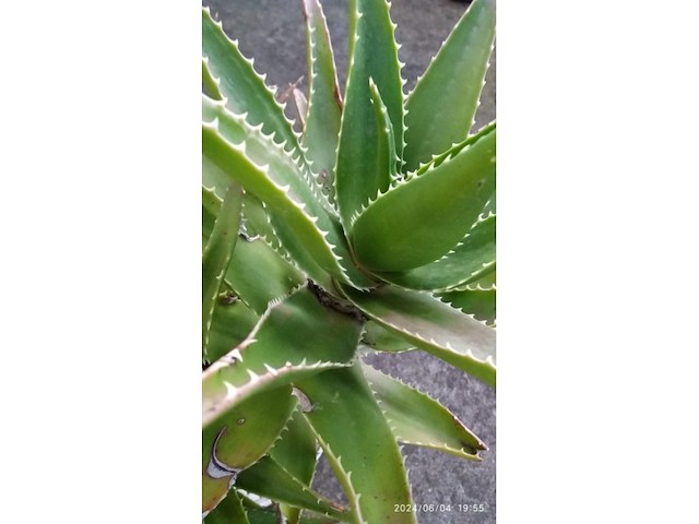 Aloe Vera - Aloja