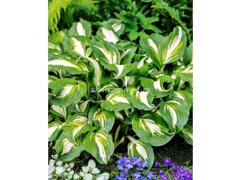 Hosta undulata 'MedioVariegata' - šarena hosta