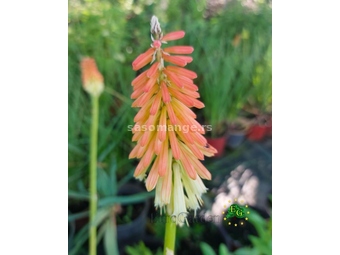 Tritoma - Kniphofia uvaria 'Flamenco'