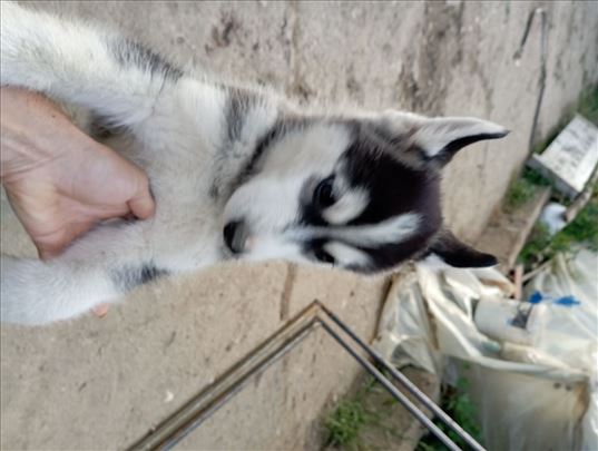 Sibirski haski, štene
