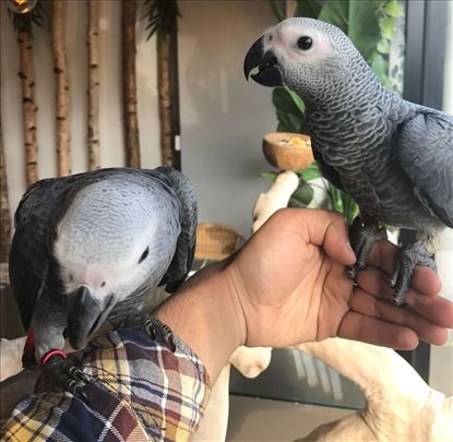 African gray parrot babies