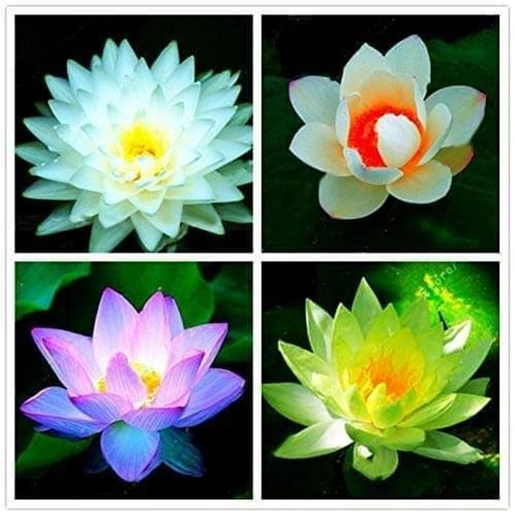 Seme Lotosa Cena:700din/5 semenki Za kućni Lotus potrebna vam je