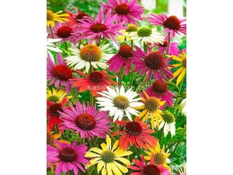 Ehinacea - Echinacea purpurea