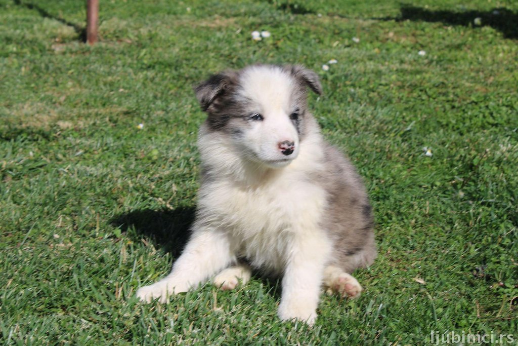 Štenci Border Collie