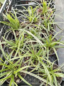 Carex morrowii Ice Dance