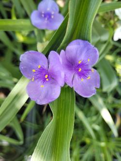 Tradescantia andersoniana-mačkov Blue--mačkov Mačkov brk