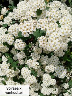 Spirea Vanhouttei