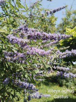 Vitex agnus castus-drvo žalfija, konopljika