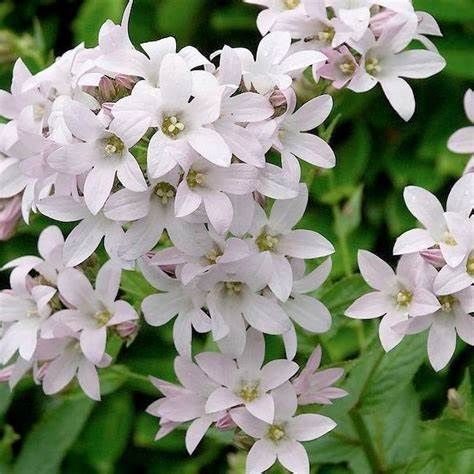 Campanula Lactiflora Loddon Anna - Zvončići