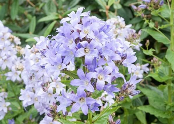 Campanula Lactiflora Prichard's Variety - Zvončići