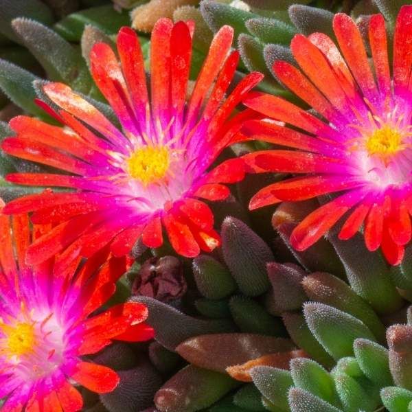 Delosperma Cooperi Jewel of Desert Garnet - Ledeni Cvet