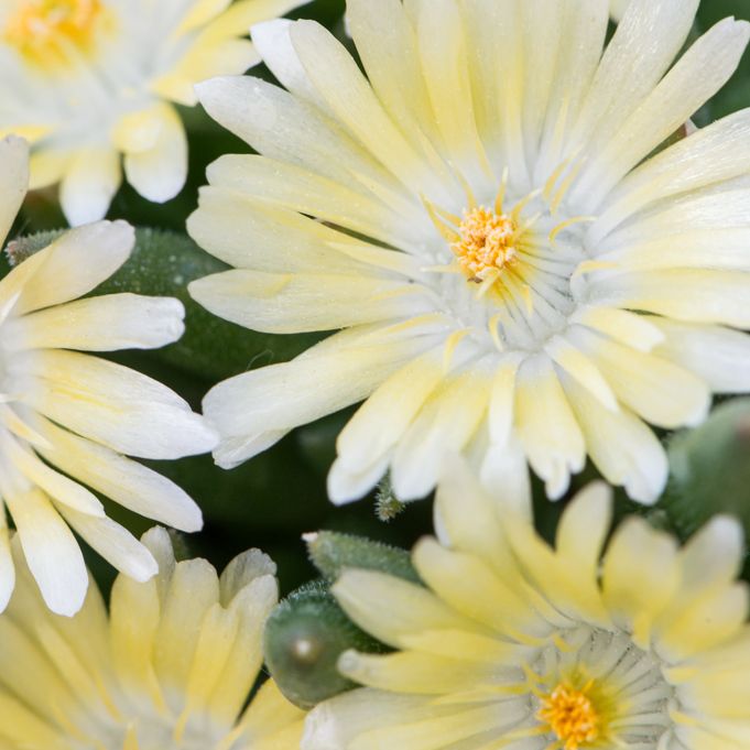 Delosperma Sundella Lime - Ledeni Cvet