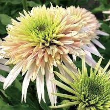 Echinacea Cherry Fluff - Ehinacea
