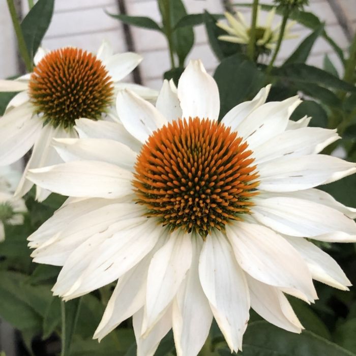 Echinacea Innocent Meadow Mama - Ehinacea