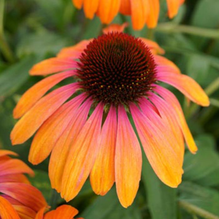 Echinacea Rainbow Marcella - Ehinacea