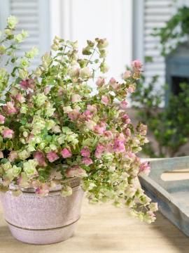 Origanum Rotundifolium Dingle Fairy - Origano