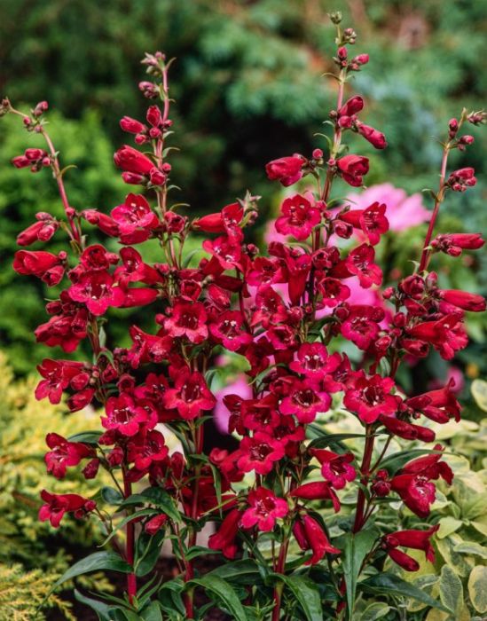 Penstemon Rich Ruby - Penestemon