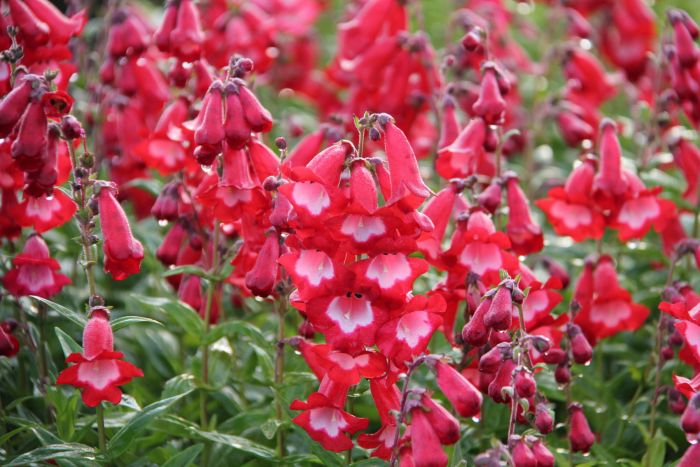 Penstemon Rubicunda - Penestemon