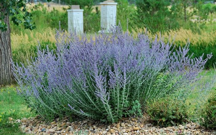 Perovskia Atriplicifolia Blue Spire - Ruska Žalfija