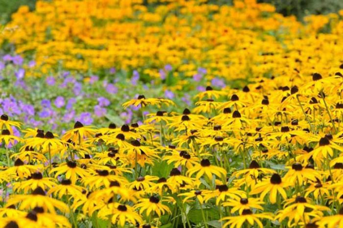 Rudbeckia Fulgida Goldsturm - Rudbekia