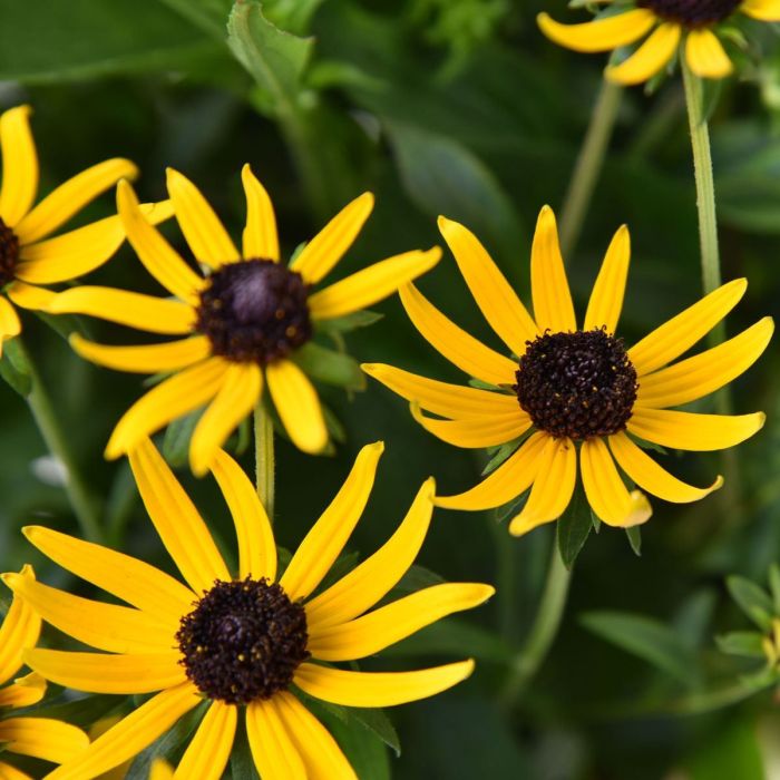 Rudbeckia Fulgida Sun Ka Ching - Rudbekia