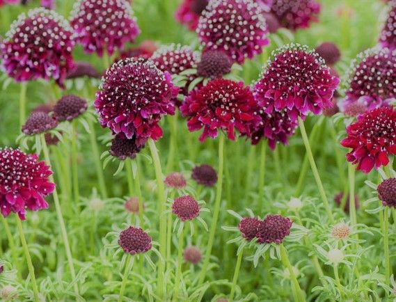 Scabiosa Columbaria Barocca - Jastučasti Cvet