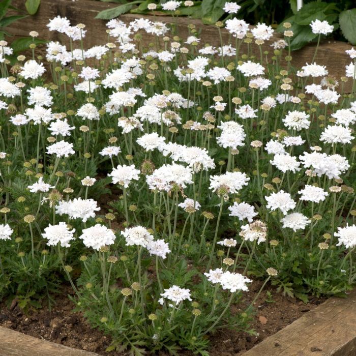 Scabiosa Columbaria Flutter Pure White - Jastučasti Cvet