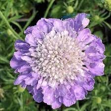 Scabiosa Columbaria Mariposa Blue - Jastučasti Cvet