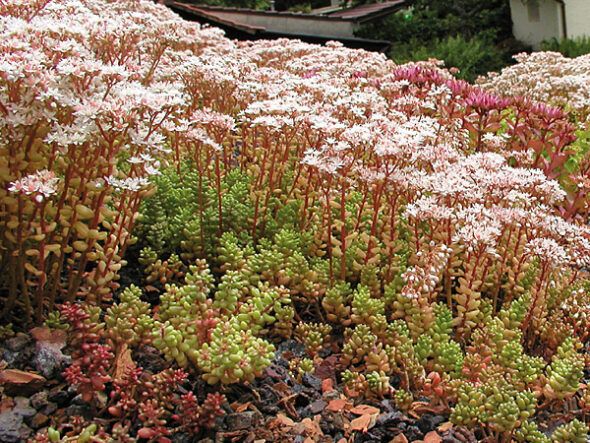 Sedum Album Coral Carpet - Sedum