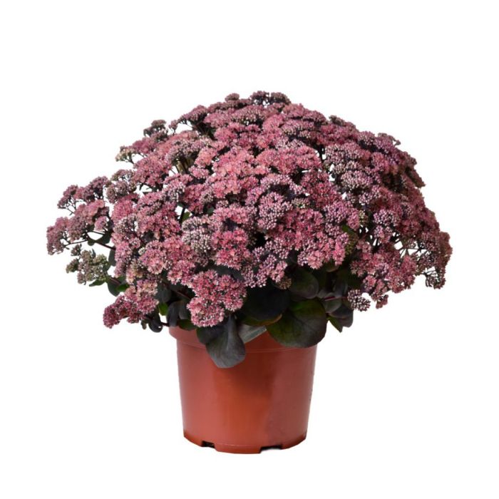 Sedum Globe Pink - Sedum