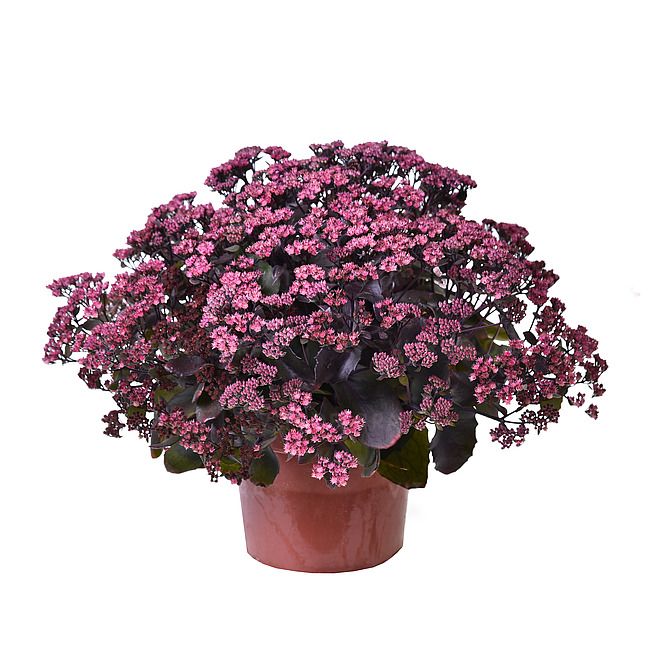 Sedum Globe Purple - Sedum