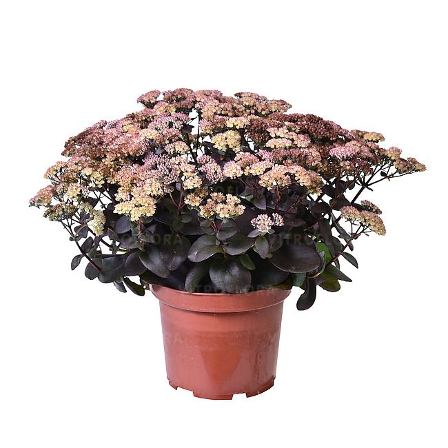 Sedum Globe Yellow - Sedum