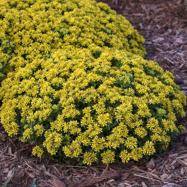 Sedum Little Miss Sunshine - Sedum