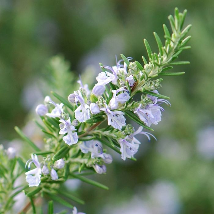 Rosmarinus Officinalis - Ruzmarin