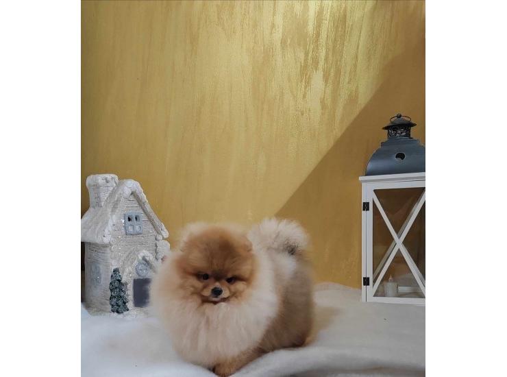 Pomeranac-BOO