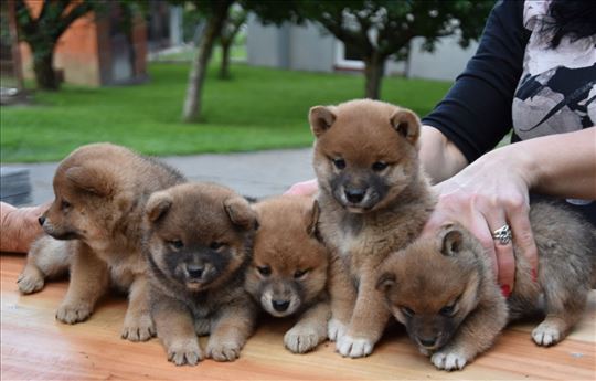 Shiba Inu prelepi stenci na prodaju