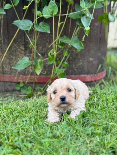 Maltipoo prelepi štenci