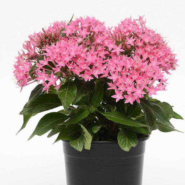 Pentas rozi