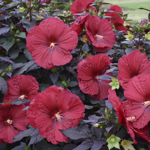 Hibiskus močvarski hibridni crveni(holly grail)